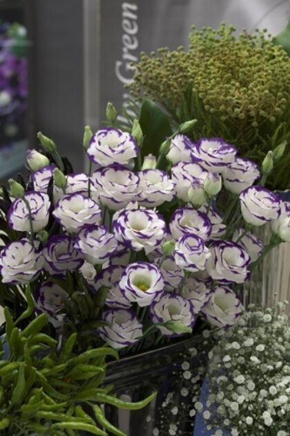 Takii Europe | Croma F1 3 Blue Picotee