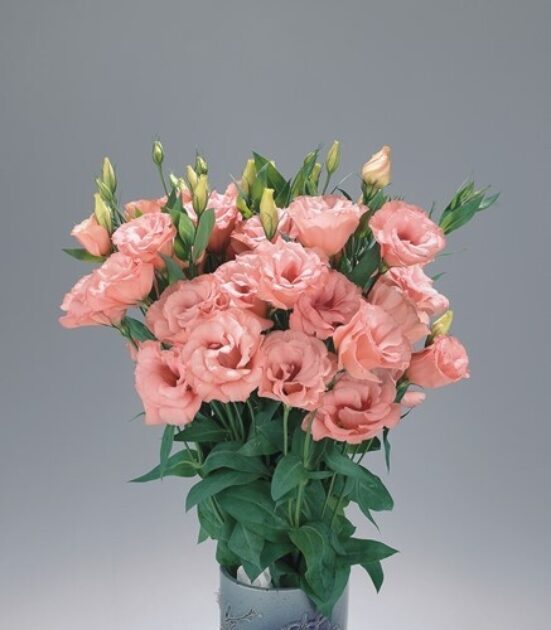 Takii Europe | Super Magic F1 1-2 Apricot