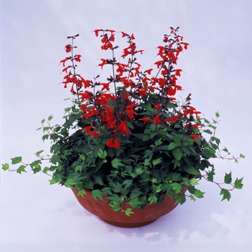 Takii Europe | Hummingbird Forest Fire