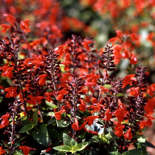 Takii Europe | Hummingbird Forest Fire