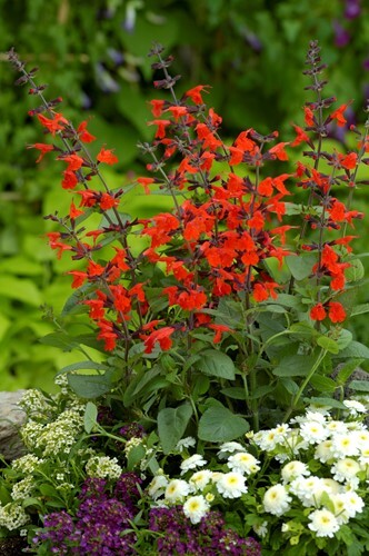 Takii Europe | Hummingbird Forest Fire