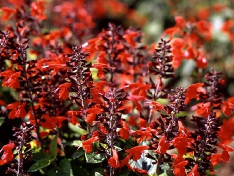 Takii Europe | Hummingbird Forest Fire