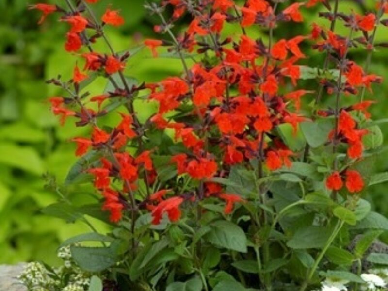 Takii Europe | SALV cocc Hummingbird Forest Fire