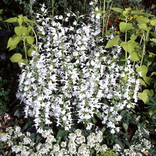 Takii Europe | Hummingbird Snow Nymph