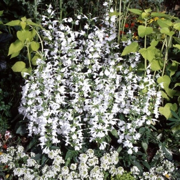 Takii Europe | SALV cocc Hummingbird Snow Nymph