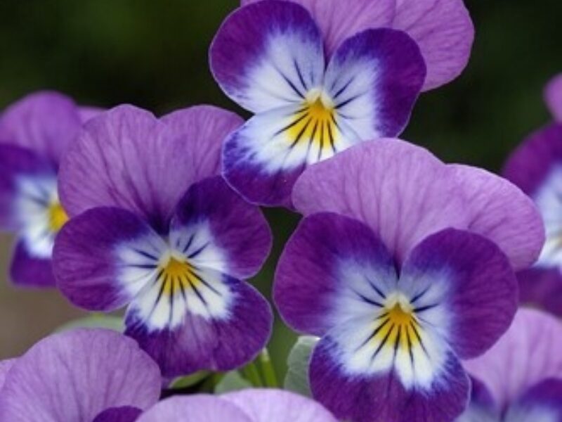 Takii Europe | Floral Power F1 Purple Rose White Face
