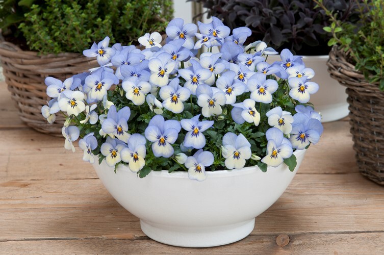 Takii Europe | VIOL corn Floral Power F1 Blue Picotee