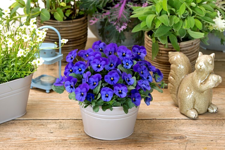Takii Europe | VIOL corn Floral Power F1 Deep Blue