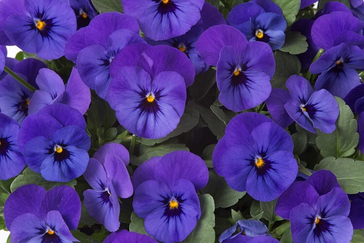 Takii Europe | VIOL corn Floral Power F1 Deep Blue