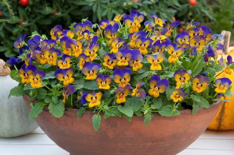 Takii (ES) | Floral Power F1 Golden Blues
