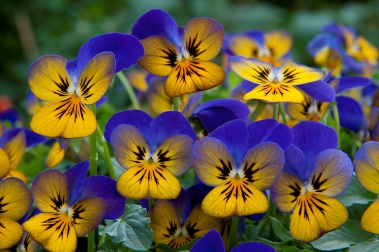 Takii (ES) | Floral Power F1 Golden Blues