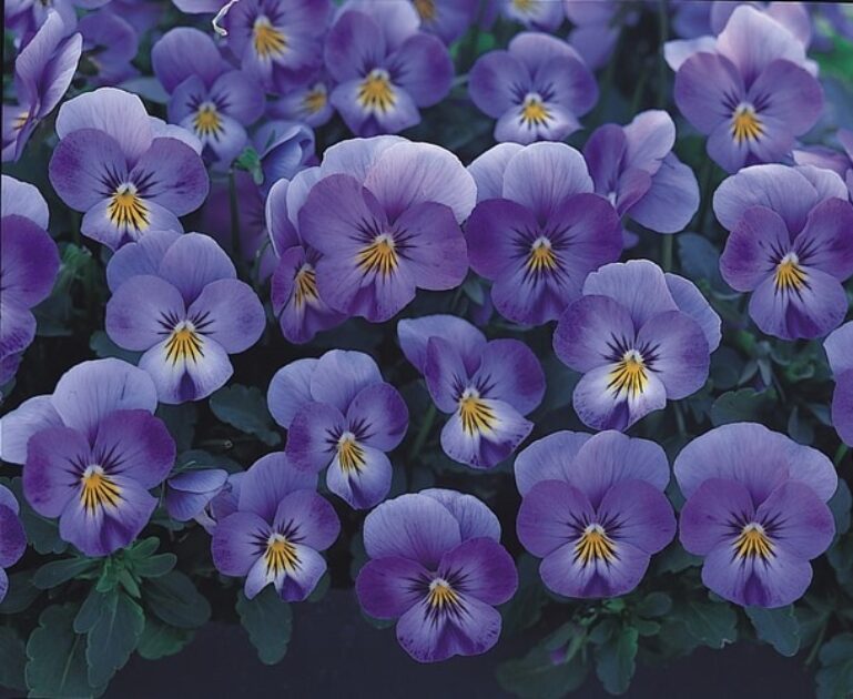 Takii Europe | VIOL corn Floral Power F1 Lavender Blue