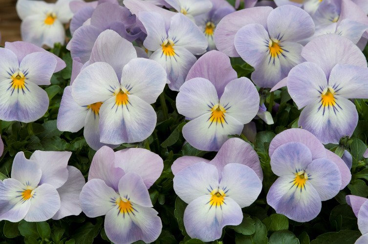 Takii (ES) | Floral Power F1 Lavender Pink