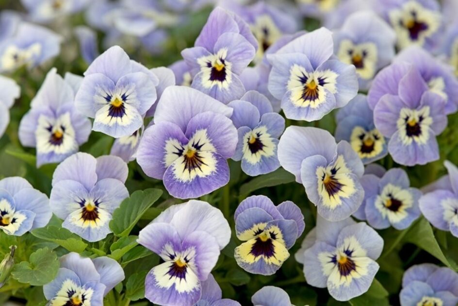 Takii Europe | VIOL corn Floral Power F1 Marina