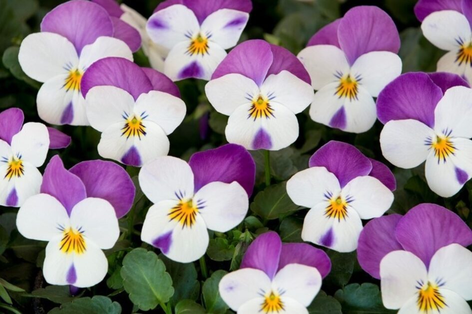 Takii Europe | VIOL corn Floral Power F1 Persian Pink