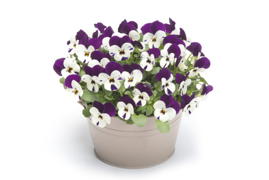 Takii Europe | Floral Power F1 Purple Pearls