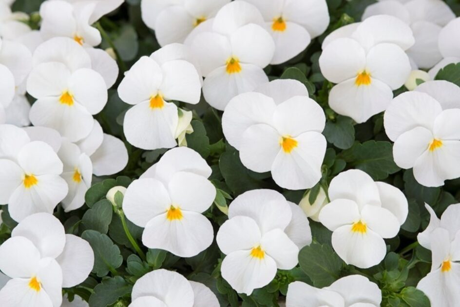 Takii Europe | Floral Power F1 White