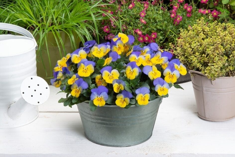 Takii Europe | Floral Power F1 Yellow Blue Wing