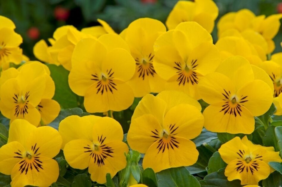 Takii Europe | Floral Power F1 Yellow Surprise