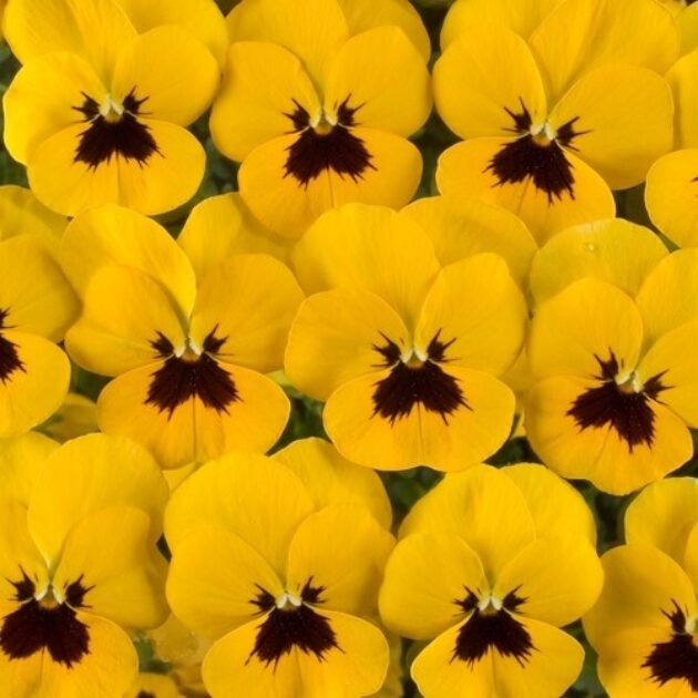 Takii Europe | Floral Power F1 Yellow Blotch