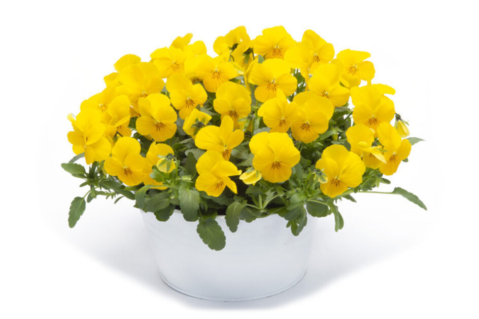 Takii Europe | Vivaldi F1 Yellow