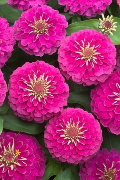 Takii Europe | ZINN eleg Preciosa F1 Rose