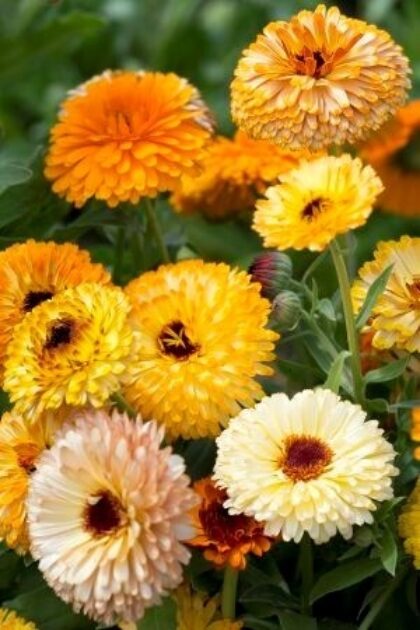 Takii Europe | Playtime Fieldgrown Mix CALENDULA officinalis