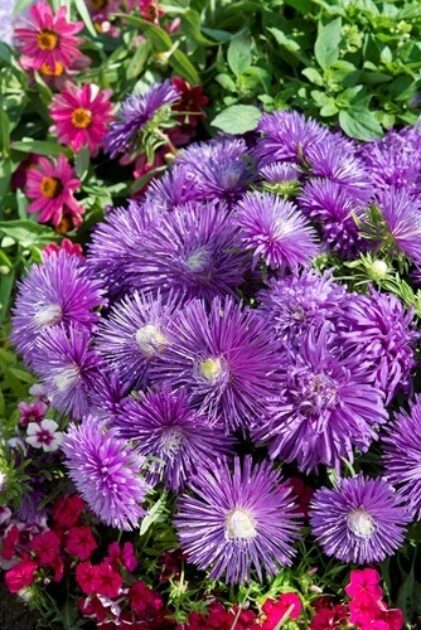 Takii Europe | Purple CALLISTEPHUS chinensis