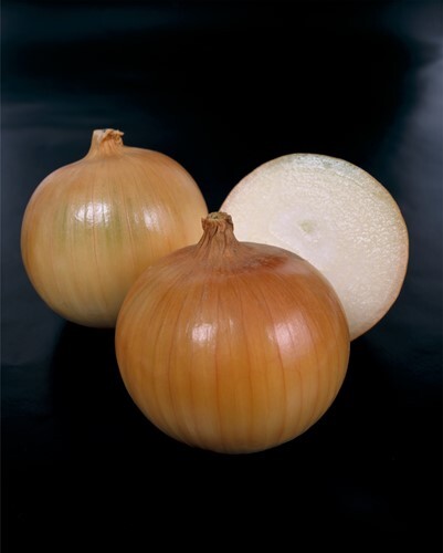 Takii Europe | Takmark F1