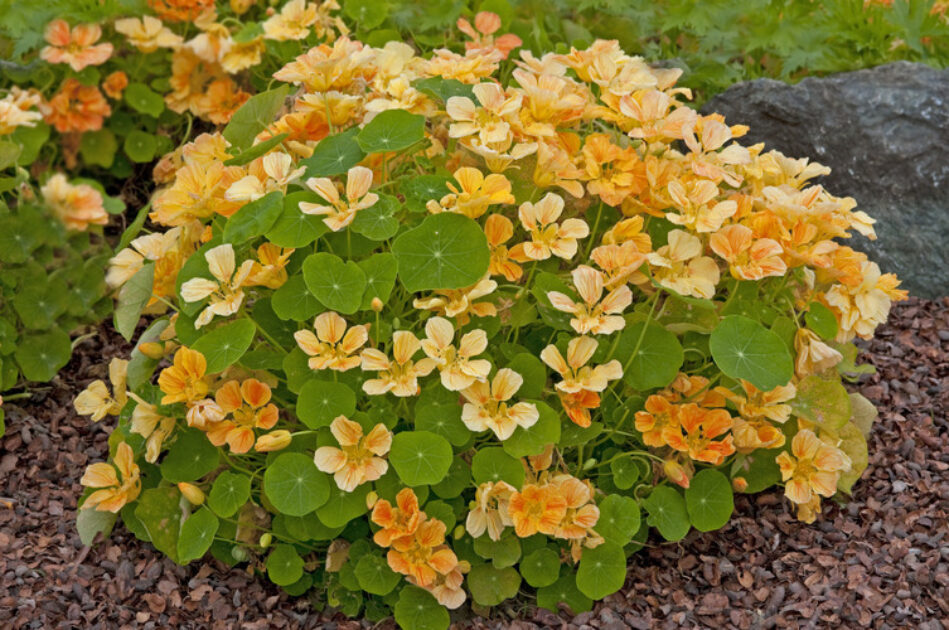 Takii Europe | Apricot TROPAEOLUM minus