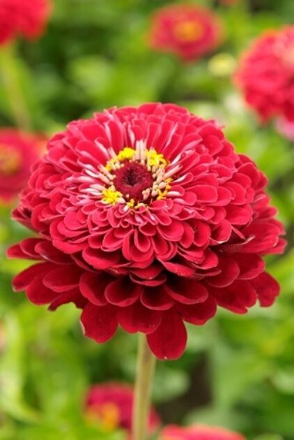 Takii Europe | Meteor ZINNIA elegans