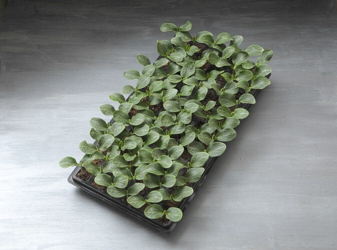 Takii Europe | Consista F1