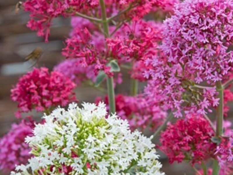 Takii (ES) | Pretty Betsy Mix CENTRANTHUS ruber