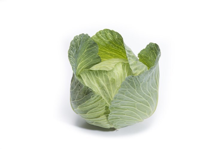 Takii (ES) | Vertex F1