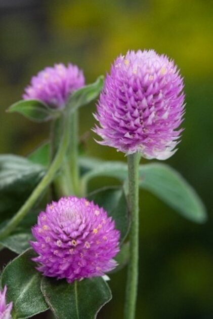 Takii Europe | Lavender Lady GOMPHRENA globosa