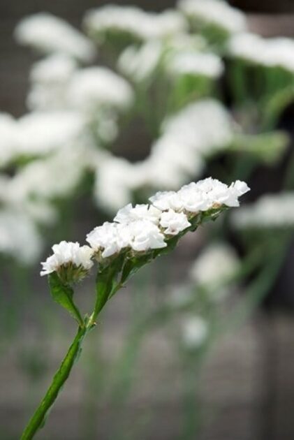 Takii Europe | Silver LIMONIUM sinuatum