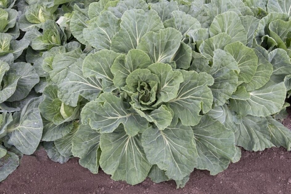 Takii Europe | TCL-553 F1